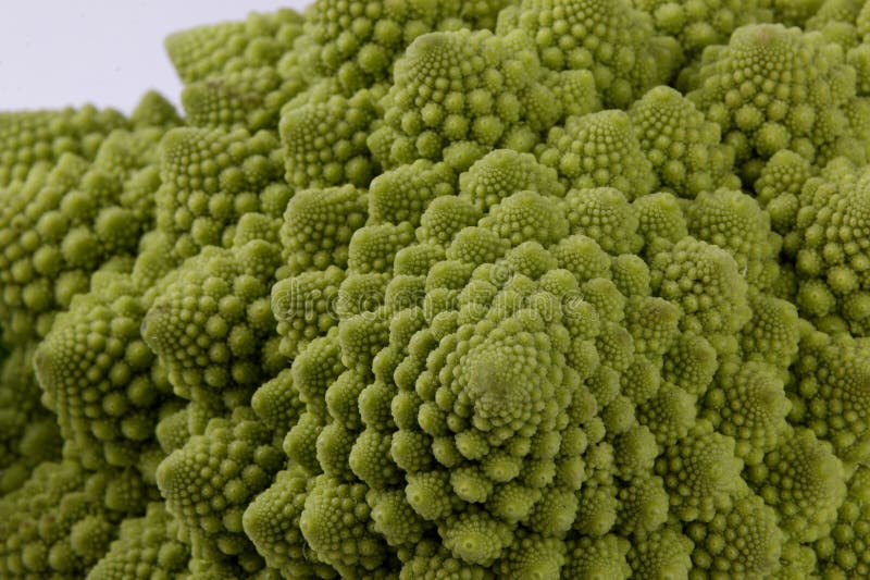 A Biological Example of Fibonacci Spirals and Fractals in Nature Using ...