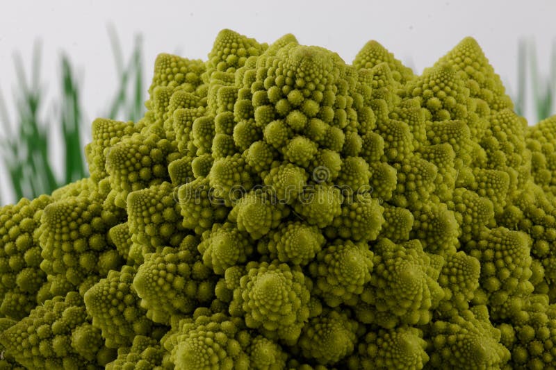 A Biological Example of Fibonacci Spirals and Fractals in Nature Using ...