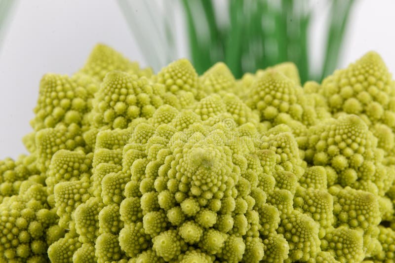 A Biological Example of Fibonacci Spirals and Fractals in Nature Using ...