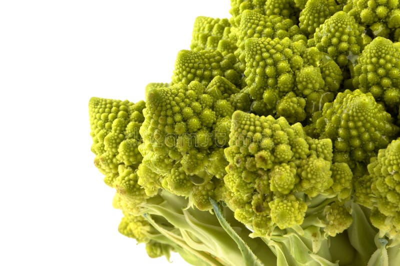 A Biological Example of Fibonacci Spirals and Fractals in Nature Using ...