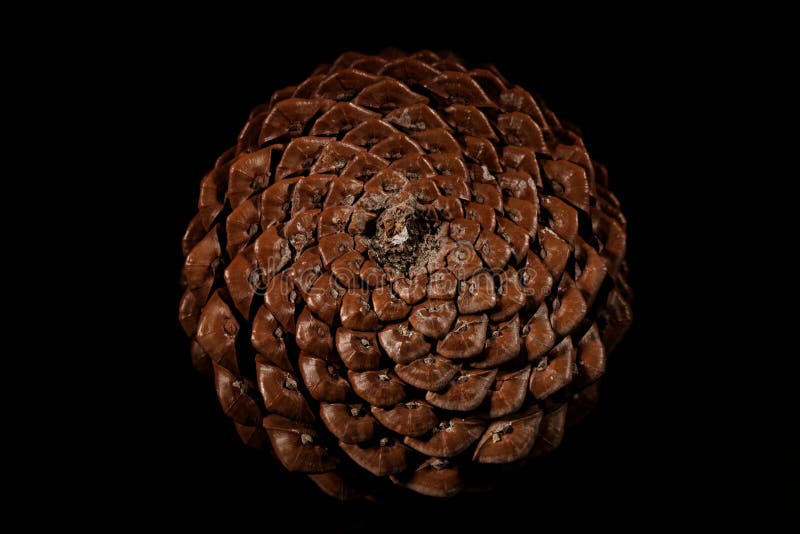 Fibonacci Sequence Pine Cone With Fibonacci Spirals On Reflecting Table Stock Image Image Of