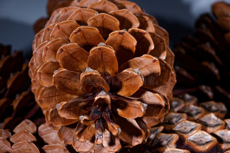 Biological Example of Fibonacci Spirals at a Pine Cone Stock Image ...