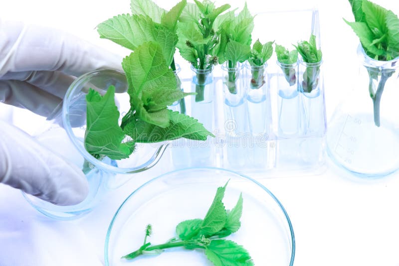 Biological Experiments in the Laboratory Stock Image - Image of drug ...