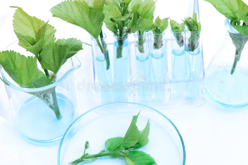 Biological Experiments in the Laboratory Stock Photo - Image of ...