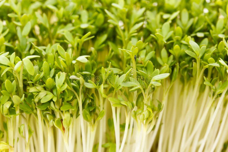 Biological garden cress stock image. Image of green, herb - 36181703