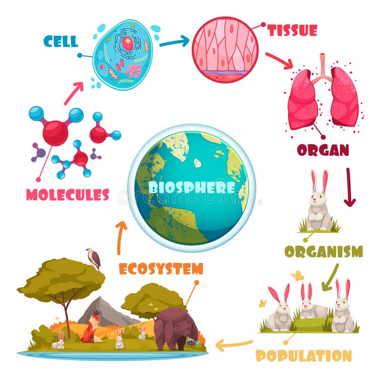 Biology Hierarchy Stock Illustrations 112 Biology Hie - vrogue.co Biology Hierarchy Stock Illustrations 112 Biology Hie - vrogue.co