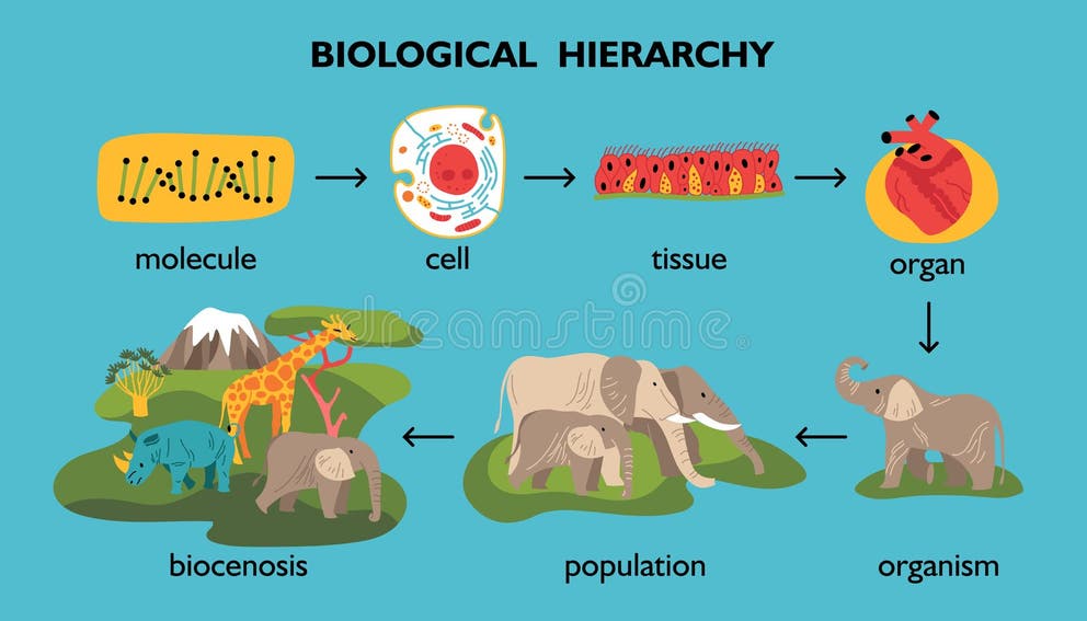 Hierarchy Biological Classification Stock Illustrations – 46 Hierarchy ... Hierarchy Biological Classification Stock Illustrations – 46 Hierarchy ...