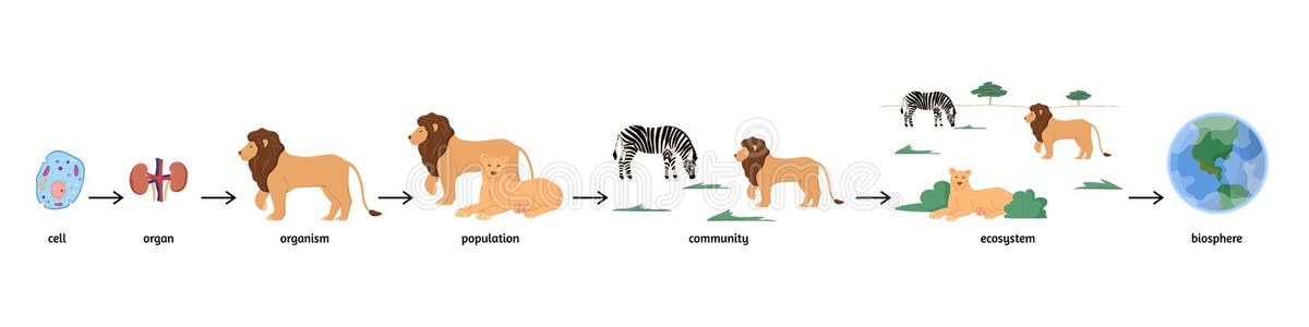 Biological Hierarchy Stock Illustrations – 64 Biological Hierarchy ... Biological Hierarchy Stock Illustrations – 64 Biological Hierarchy ...