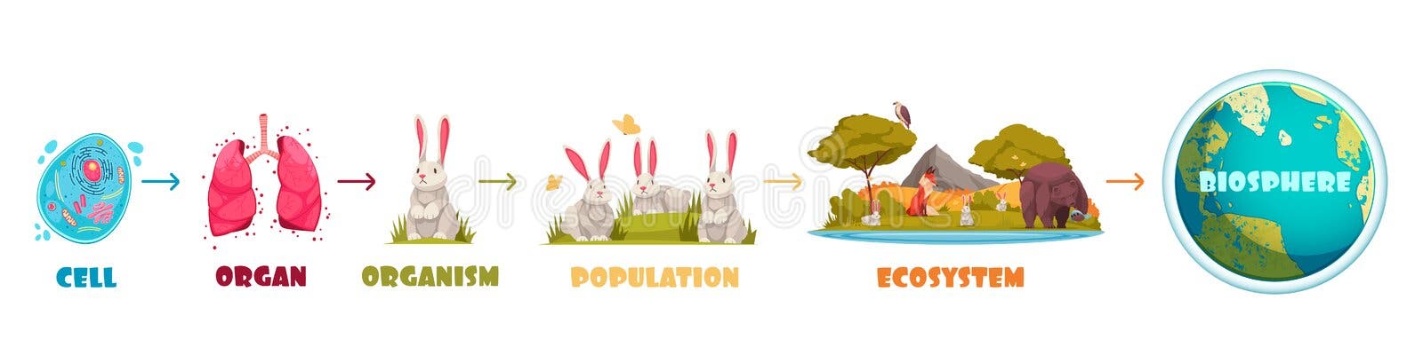 Biological Hierarchy Stock Illustrations – 71 Biological Hierarchy ... Biological Hierarchy Stock Illustrations – 71 Biological Hierarchy ...