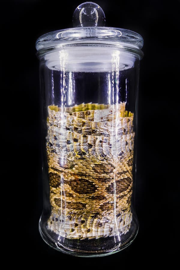 Biological a Laboratory Specimen of a Snake Preserved Stock Image ...