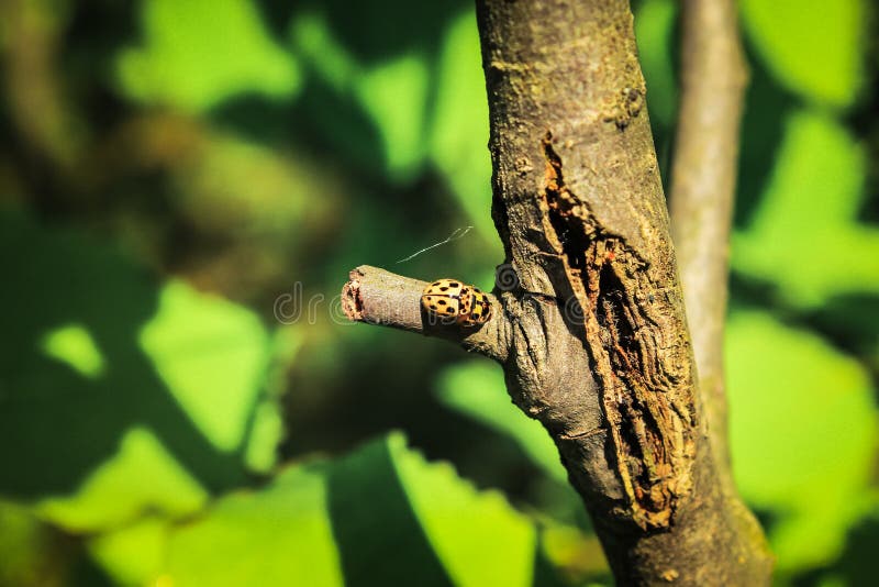 Insects on branch stock photo. Image of leaf, nature - 202884038