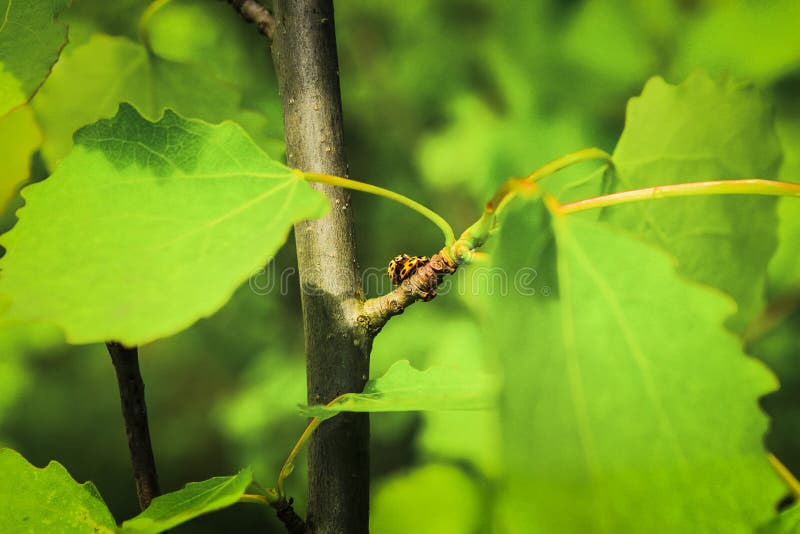Small Insects on the Branches in the Spring. Stock Photo - Image of ...