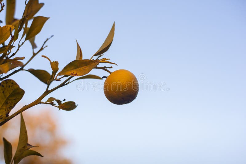 Biological Orange Hanging on the Tree Stock Photo - Image of oranges ...