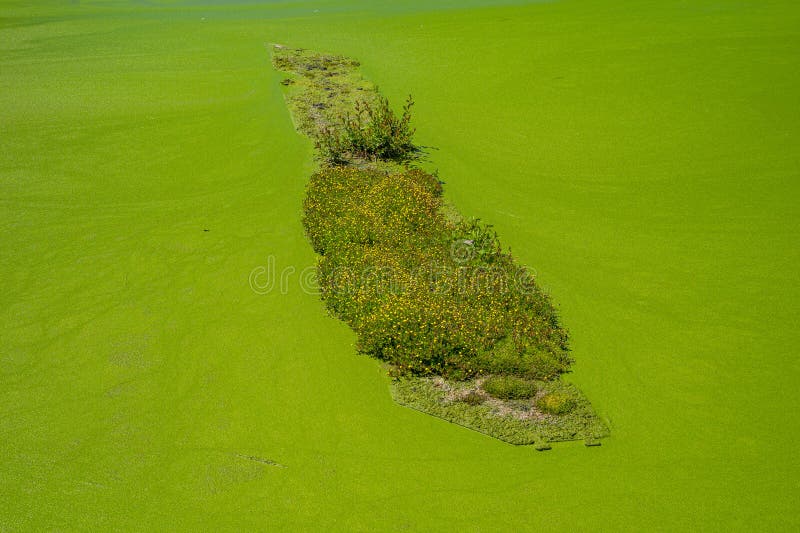 Biological Purification System for Lake Water Using Floating Cork ...