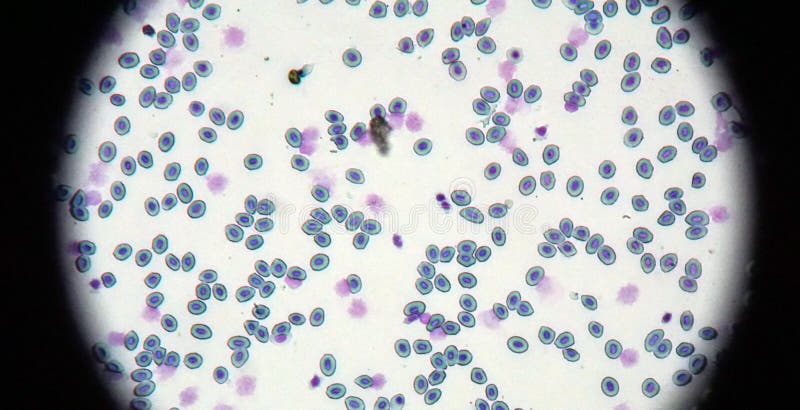 Fish Blood Cells at Microscope Stock Image - Image of blood, look ...