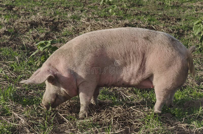 Biological Sow Eat the Fresh Grass and Dig Root about Stock Photo ...