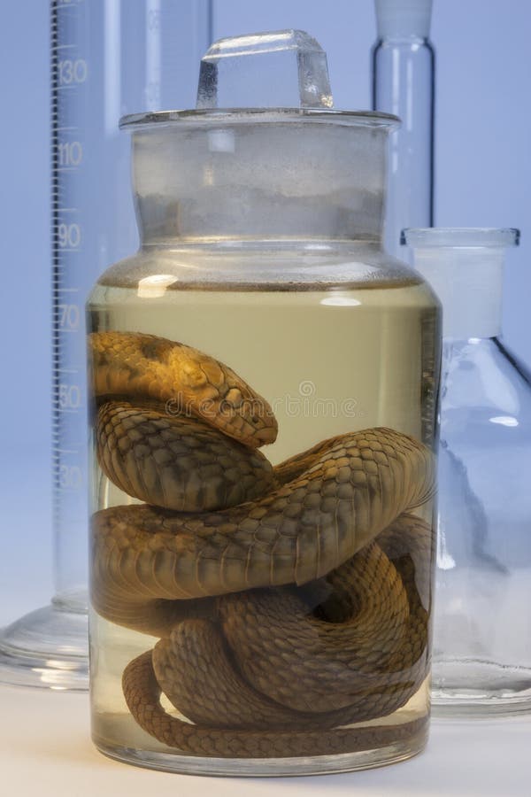 Biological Specimen - Snake Stock Photo - Image of reptile, education ...