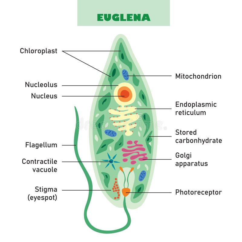 Reino Protista Euglena