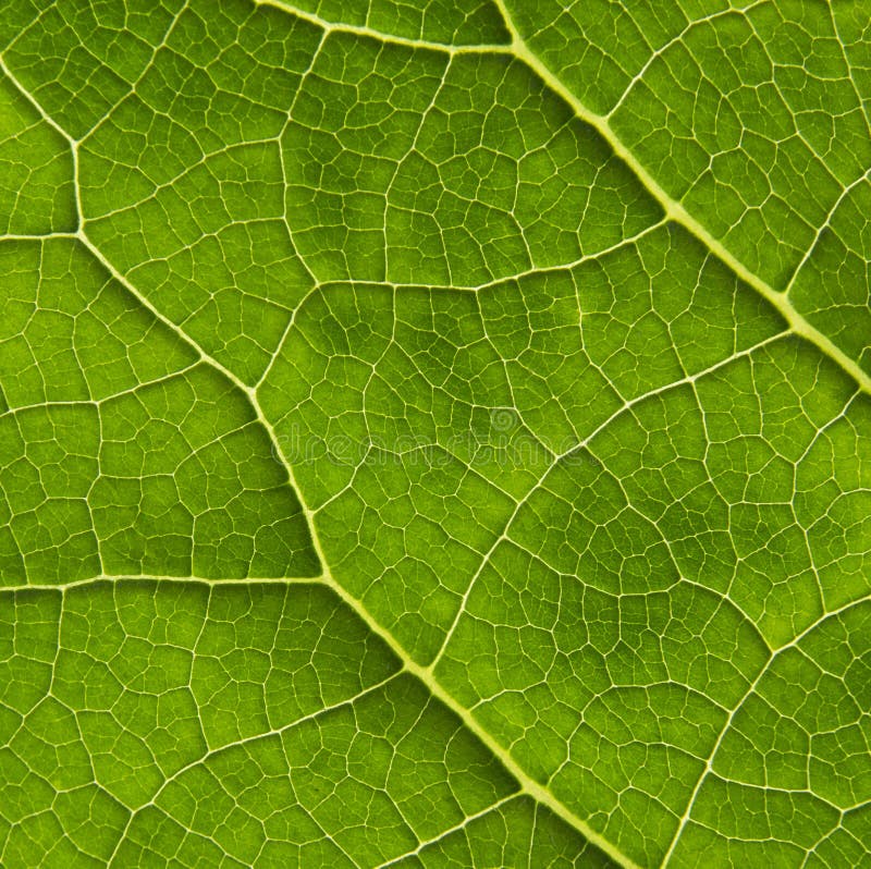 Biological texture stock photo. Image of photosynthesis - 24750468