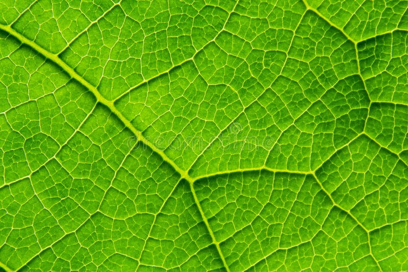 Biological Texture of the Leaf Stock Image - Image of backdrop, nature ...