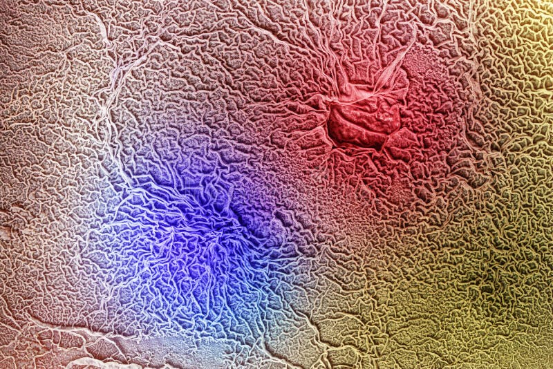 Biological texture stock photo. Image of photosynthesis - 24683282