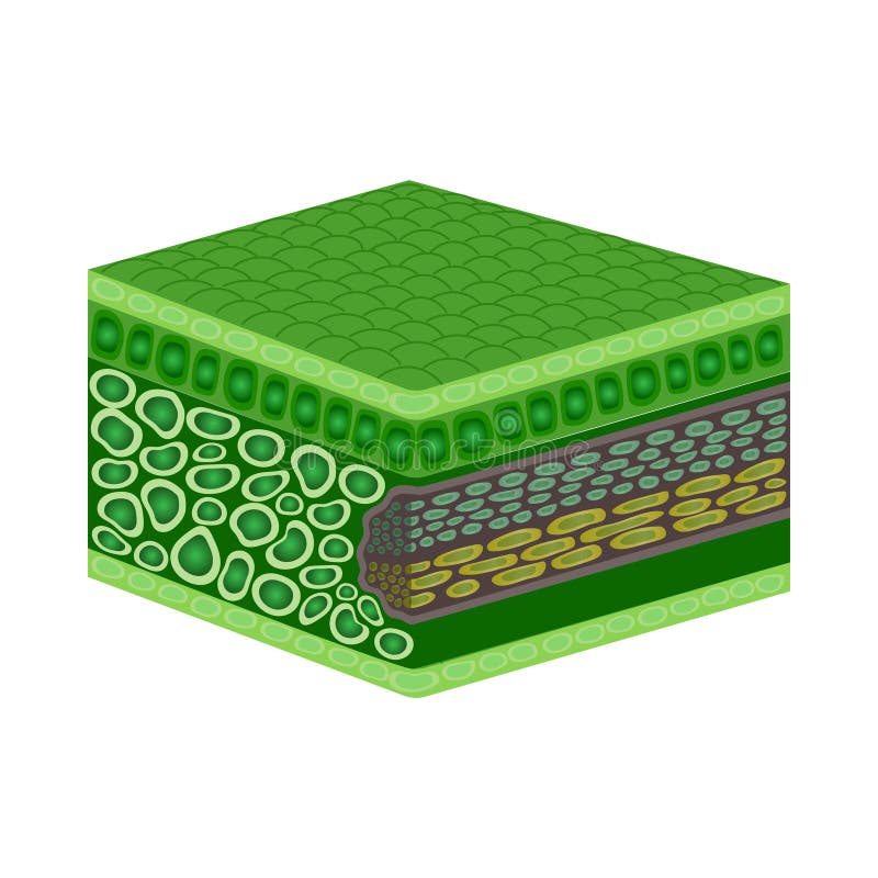 Biological Tissue Diagram Composition Stock Illustration - Illustration ...