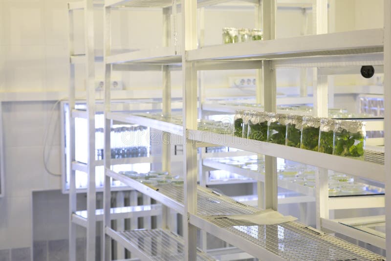 Biologisches Labor stockfoto. Bild von labor, gesundheit - 4293280