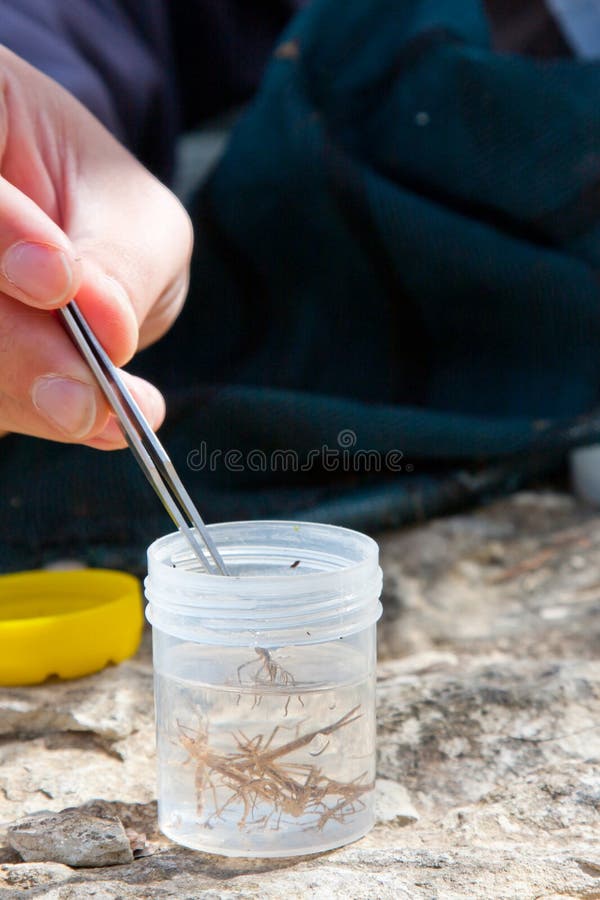 Biologist Collecting Larvas Stock Photo - Image of education, animal ...