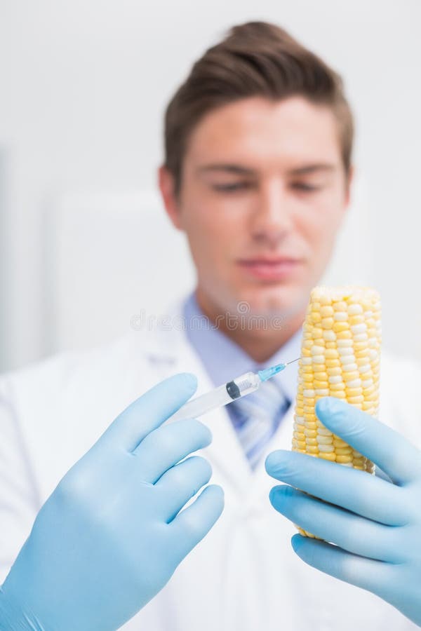 Biologist Examining Corn with Syringe Stock Image - Image of corn ...
