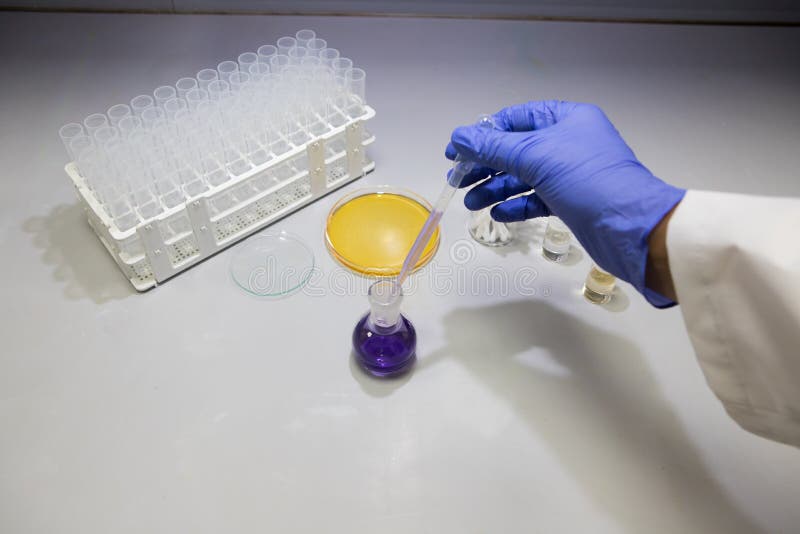 Microbiologist in a Laboratory Analysing Bacteria Samples on a Plate ...