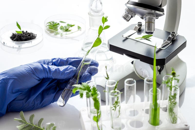 Biologist Researching Plants with Microscope in Biological Chemistry ...