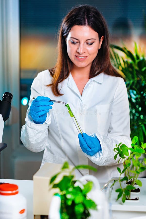 Biologist Working with Seedlings in Plant Laboratory Stock Photo ...