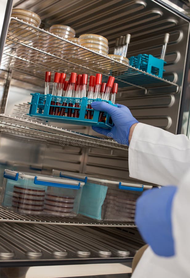 Biologists Taking Out Samples from Incubator Stock Photo - Image of ...