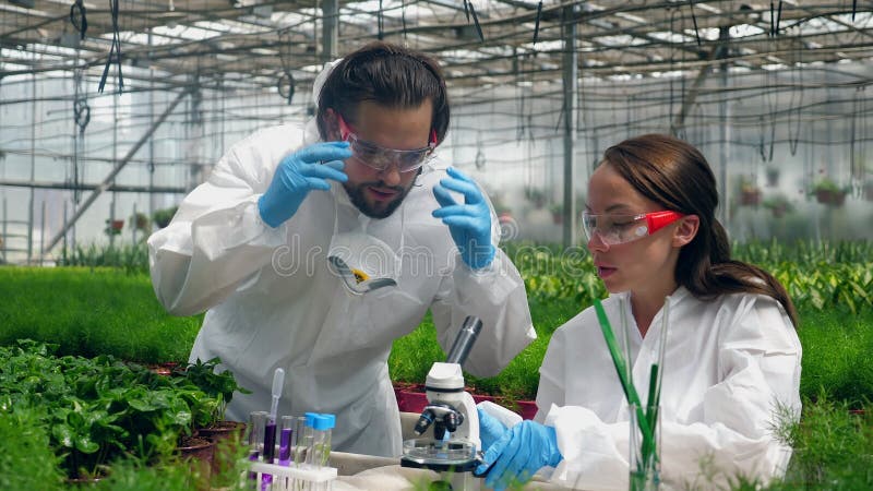 Biologists Work in a Greenhouse, Using a Microscope. Stock Video ...