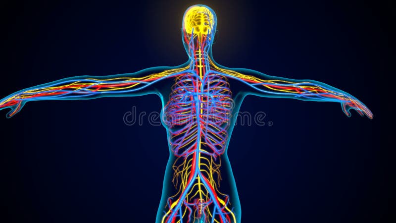 3d Illustartion of Human Body Nervous System Anatomy Stock Footage ...