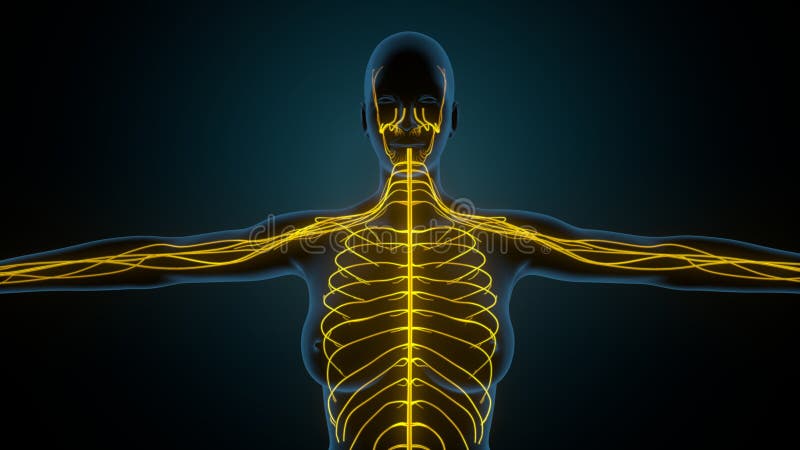3d Illustartion of Human Body Nervous System Anatomy Stock Illustration ...