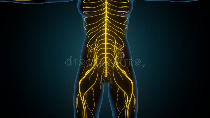 3d Illustartion of Human Body Nervous System Anatomy Stock Illustration ...