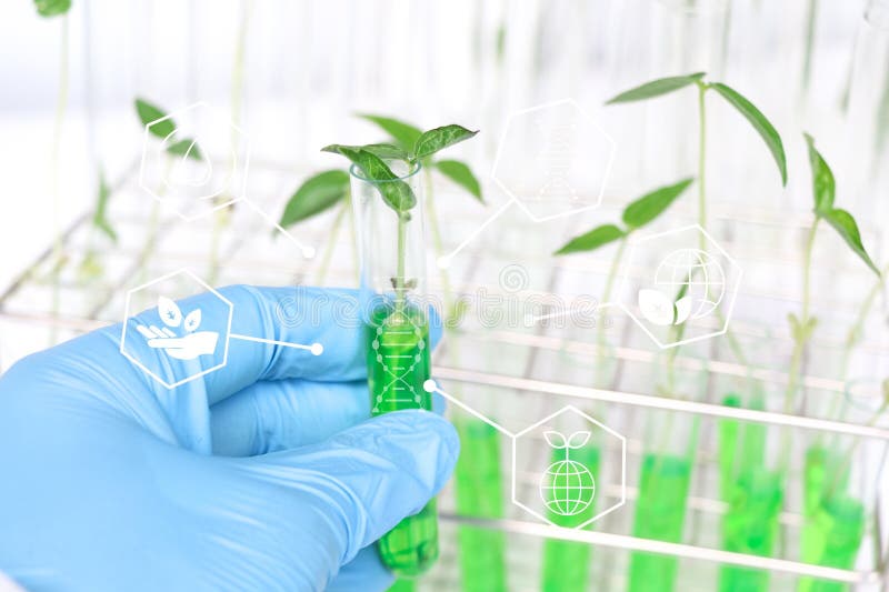 Biology Experiment with Green Vegetables in Laboratory Stock Photo ...