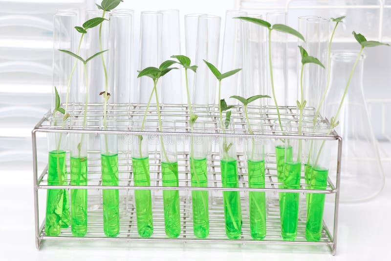 Biology Experiment with Green Vegetables in Laboratory Stock Image ...
