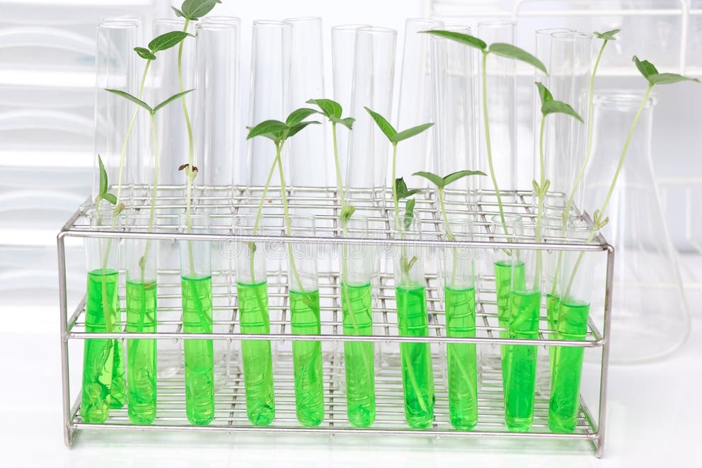 Biology Experiment with Green Vegetables in Laboratory Stock Image ...