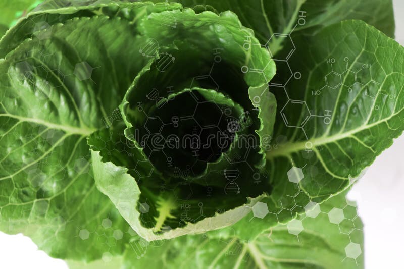 Biology Experiment with Green Vegetables in Laboratory Stock Photo ...