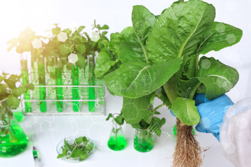 Biology Experiment with Green Vegetables in Laboratory Stock Photo ...
