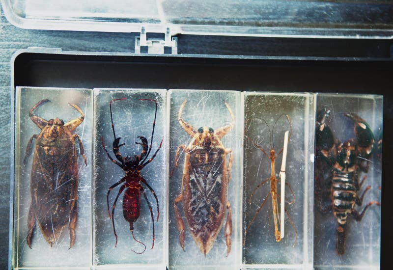 303 Day Dead Set Stock Photos - Free & Royalty-Free Stock Photos from ...