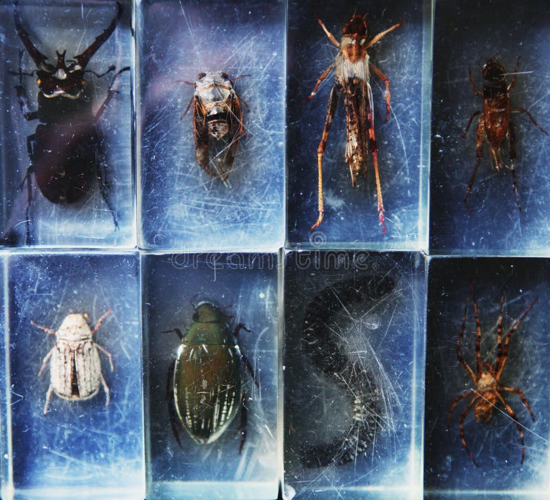 303 Day Dead Set Stock Photos - Free & Royalty-Free Stock Photos from ...