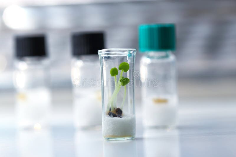 Biology Laboratory Experiment Stock Image - Image of creation, plant ...