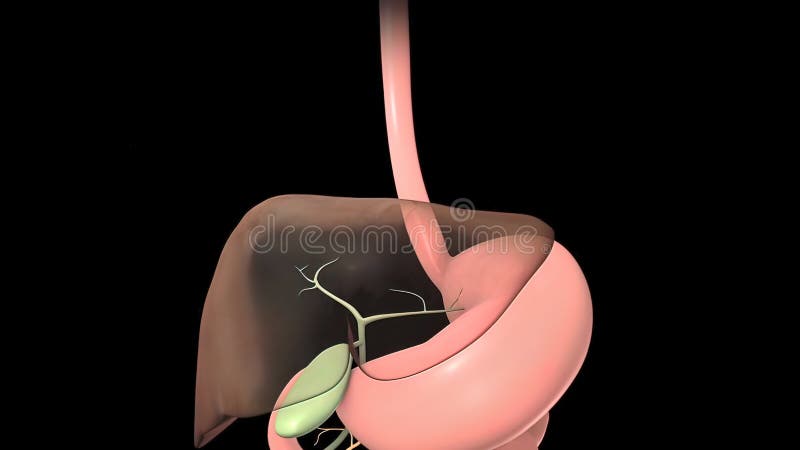 In Biology, an Organ or Viscous is a Collection of Tissues Joined in a ...