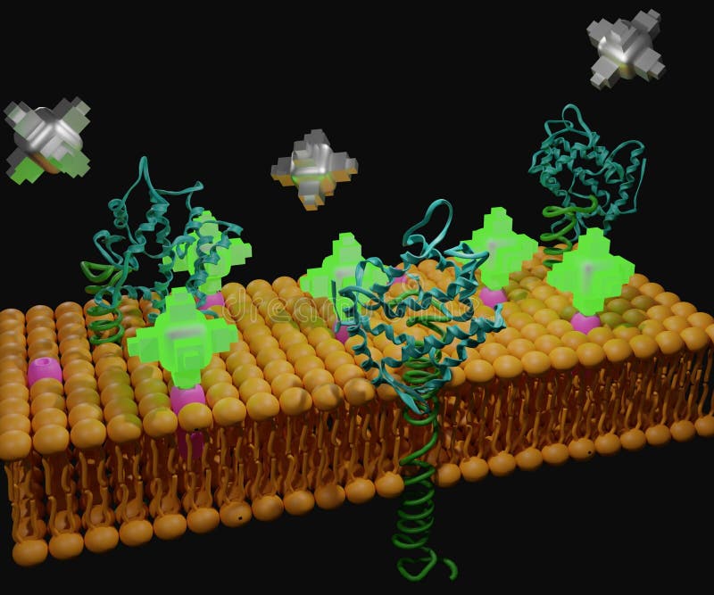 Bioluminescence Probes on the Surface Membrane 3d Rendered Stock ... Bioluminescence Probes on the Surface Membrane 3d Rendered Stock ...