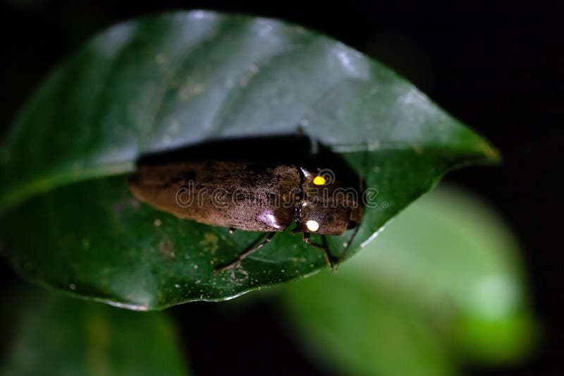 A Bioluminescent Click Beetle, Pyrophorus Sp., at Night on a Leaf Stock ...