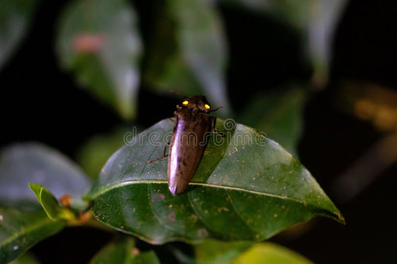 A Bioluminescent Click Beetle, Pyrophorus Sp., at Night on a Leaf Stock ...