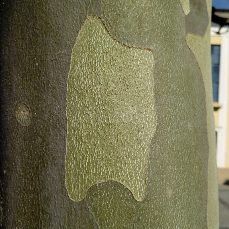 Biomorph Shapes, Structures and Patterns Stock Photo - Image of shapes ...